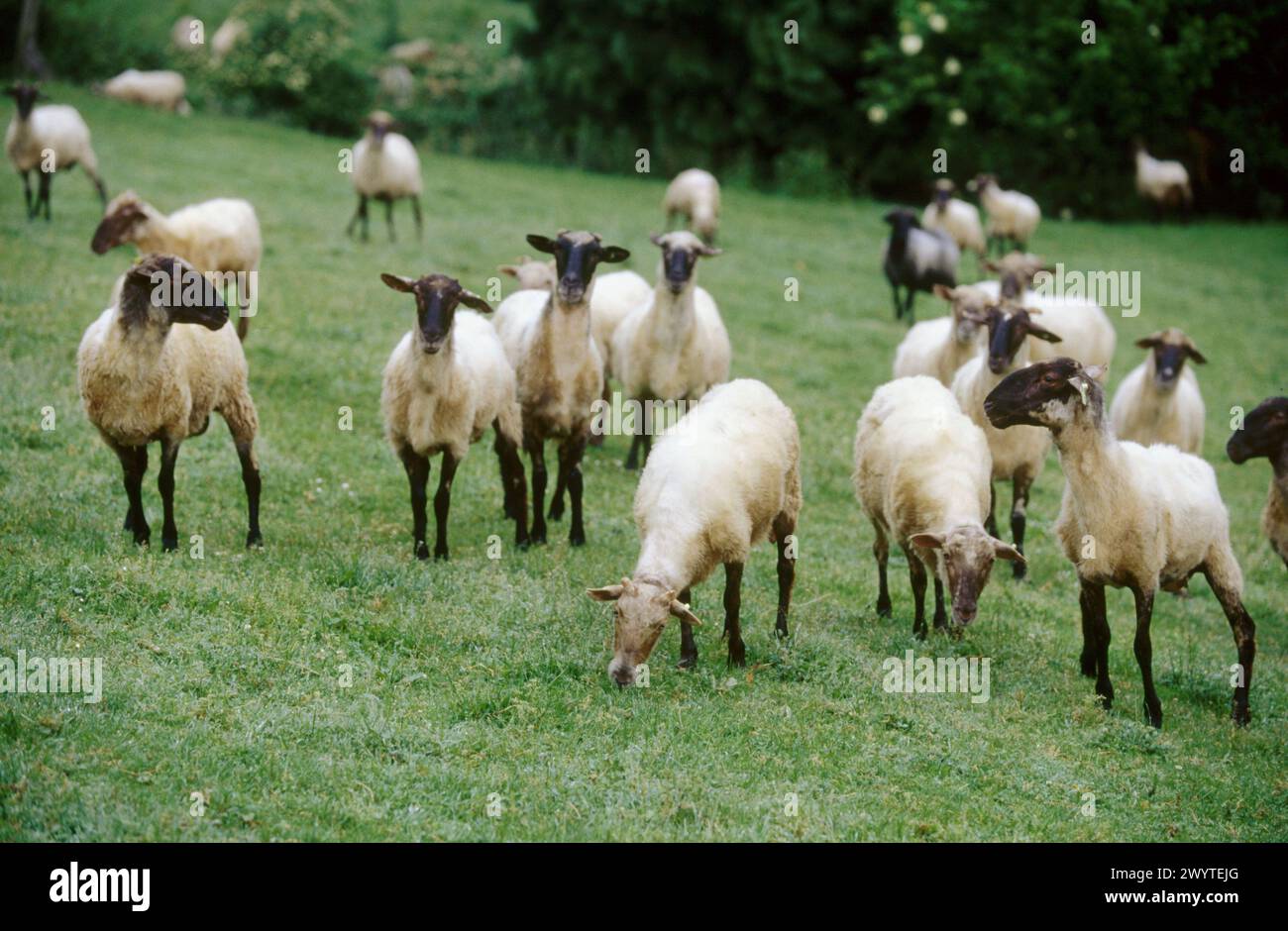 Sheep (Latxa breed). Guipúzcoa. Spain Stock Photo - Alamy