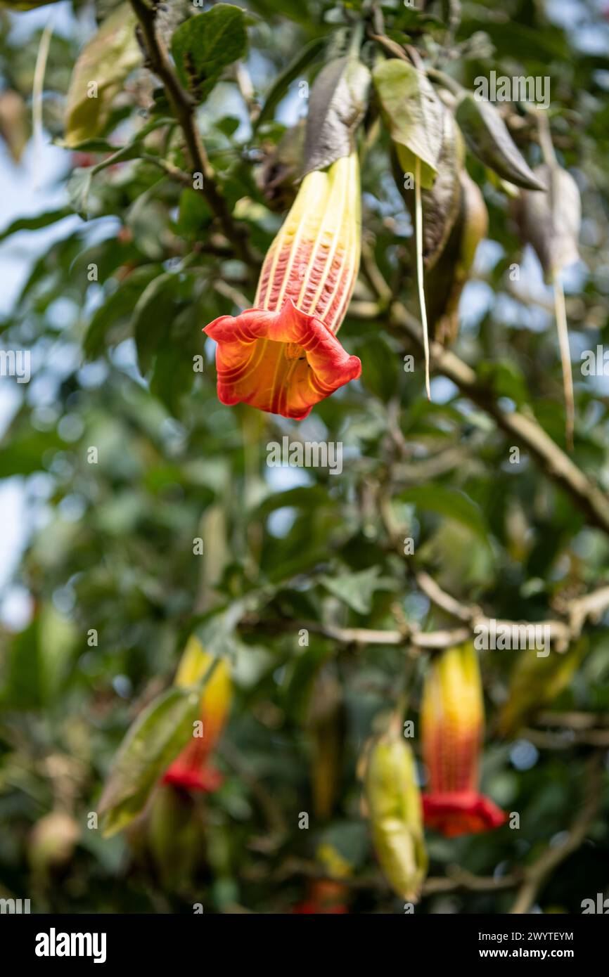 Flora ecuador hi-res stock photography and images - Alamy