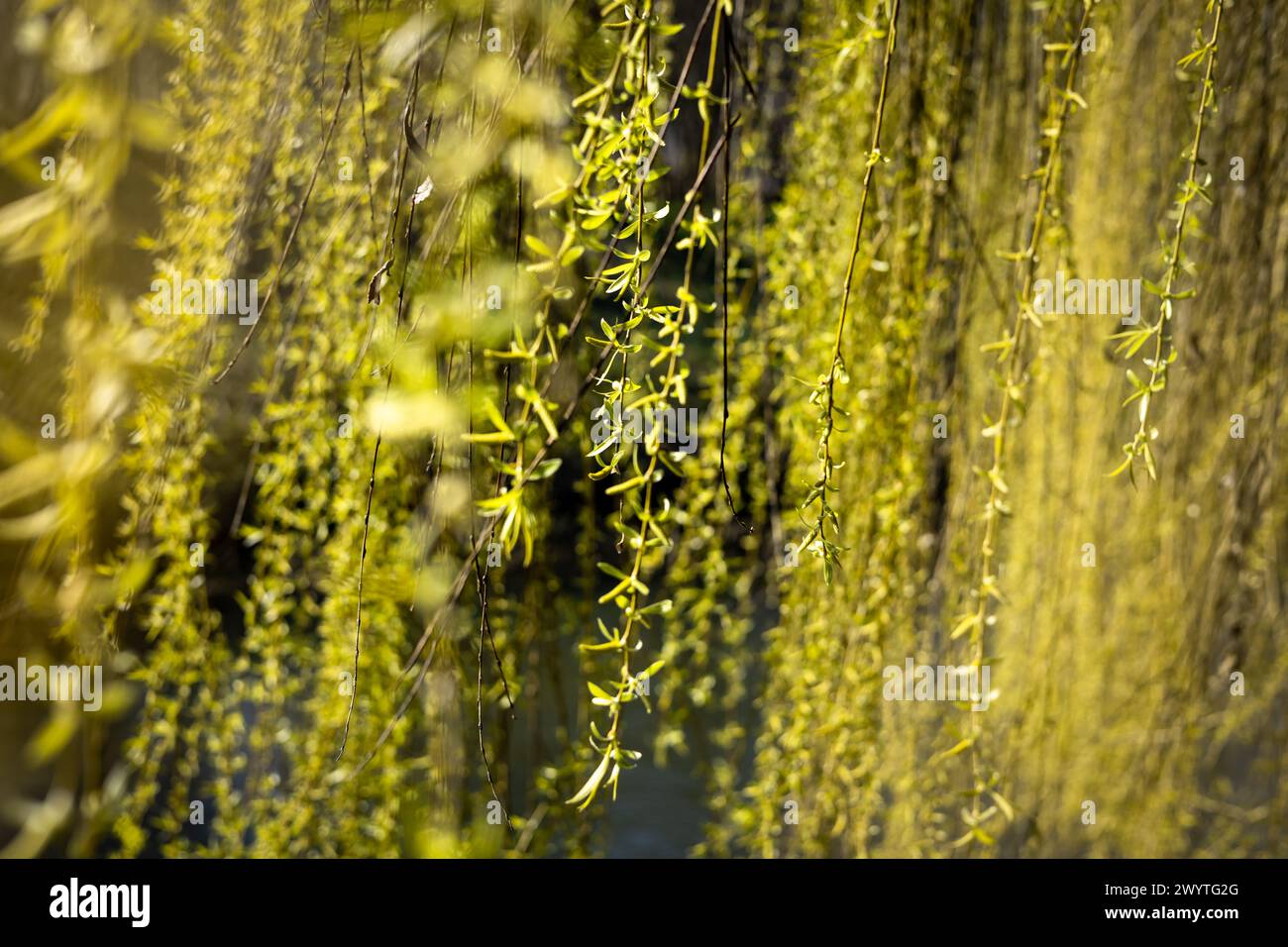 Close up weeping willow tree hi-res stock photography and images - Alamy