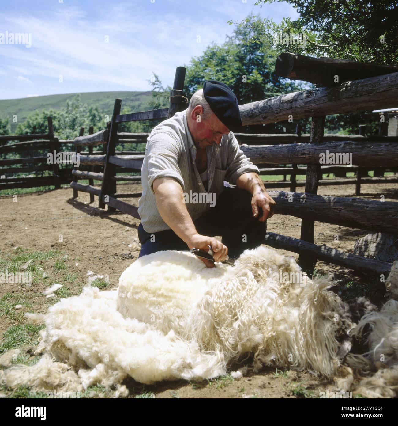 World sheep shearing wool hi-res stock photography and images - Alamy