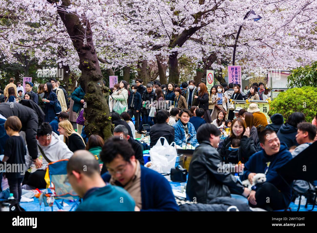 TOKYO, JAPAN - APRIL 06 2024: Huge crowds of people celebrating Cherry Blossom blooming (Hanami ...