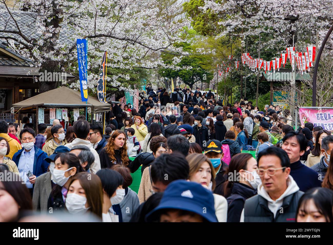 TOKYO, JAPAN - APRIL 06 2024: Huge crowds of people celebrating Cherry Blossom blooming (Hanami ...