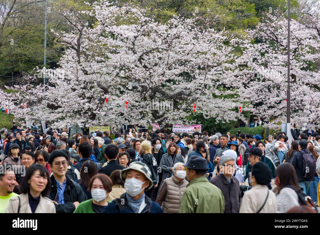 TOKYO, JAPAN - APRIL 06 2024: Huge crowds of people celebrating Cherry Blossom blooming (Hanami ...