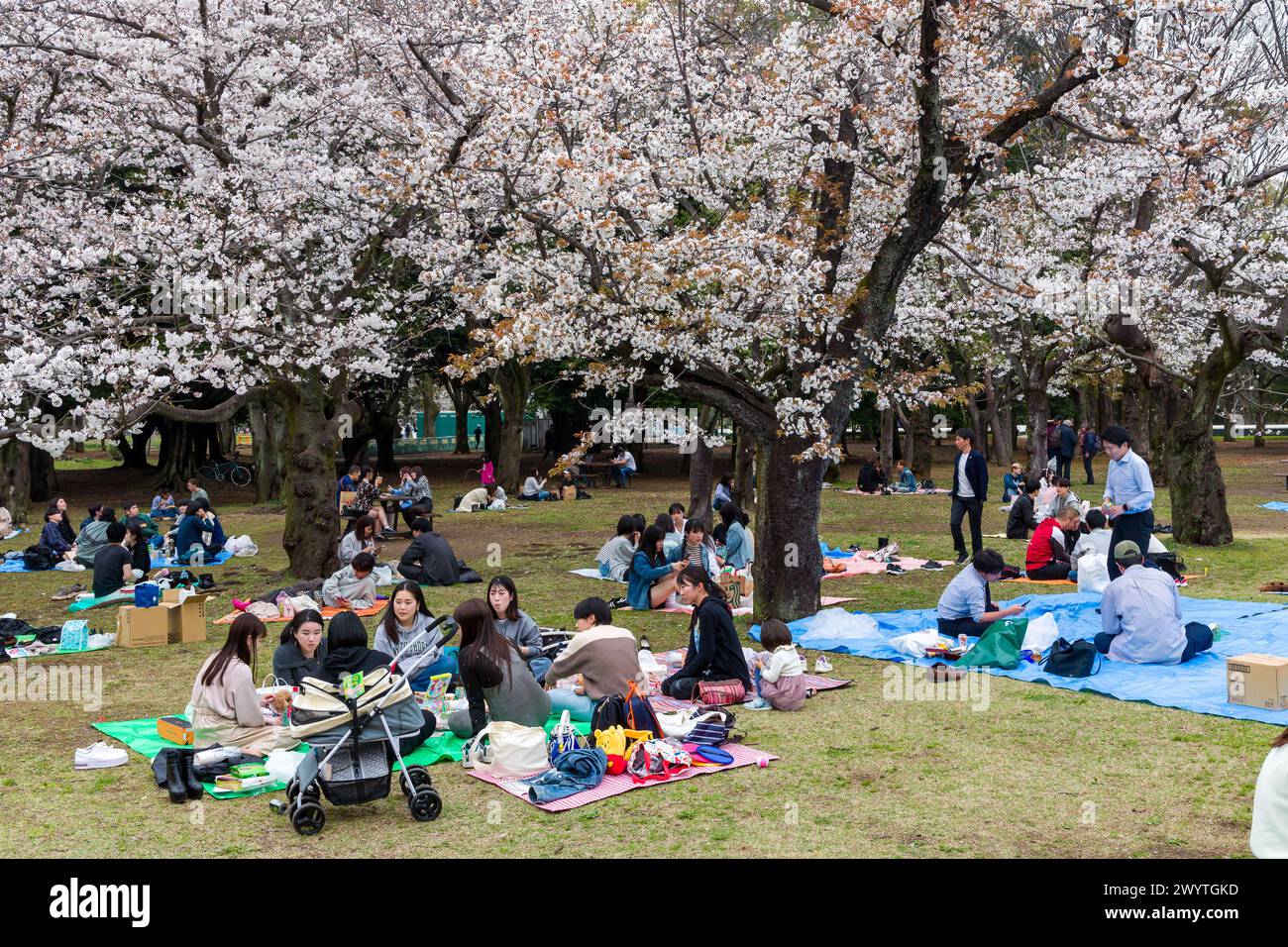 TOKYO, JAPAN - APRIL 06 2024: Huge crowds of people celebrating Hanami ...