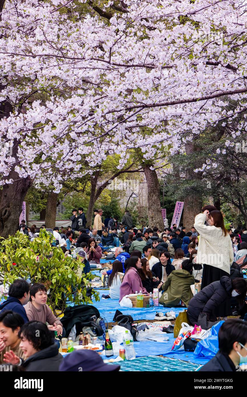 TOKYO, JAPAN - APRIL 06 2024: Huge crowds of people celebrating Cherry Blossom blooming (Hanami ...