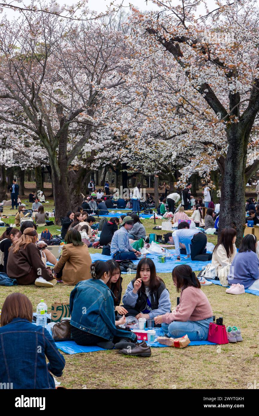 TOKYO, JAPAN - APRIL 06 2024: Huge crowds of people celebrating Hanami ...