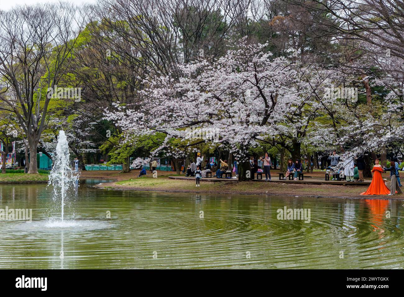 TOKYO, JAPAN - APRIL 06 2024: Huge crowds of people celebrating Hanami ...