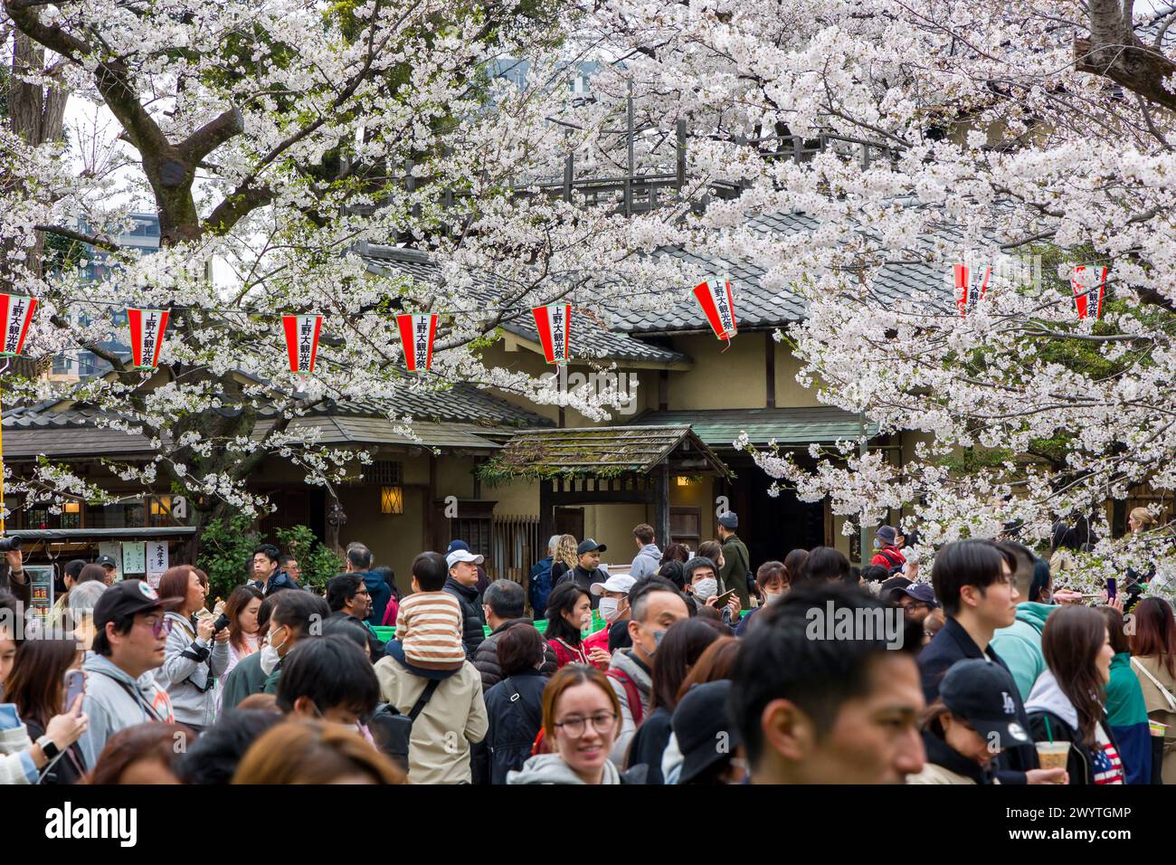 TOKYO, JAPAN - APRIL 06 2024: Huge crowds of people celebrating Cherry ...