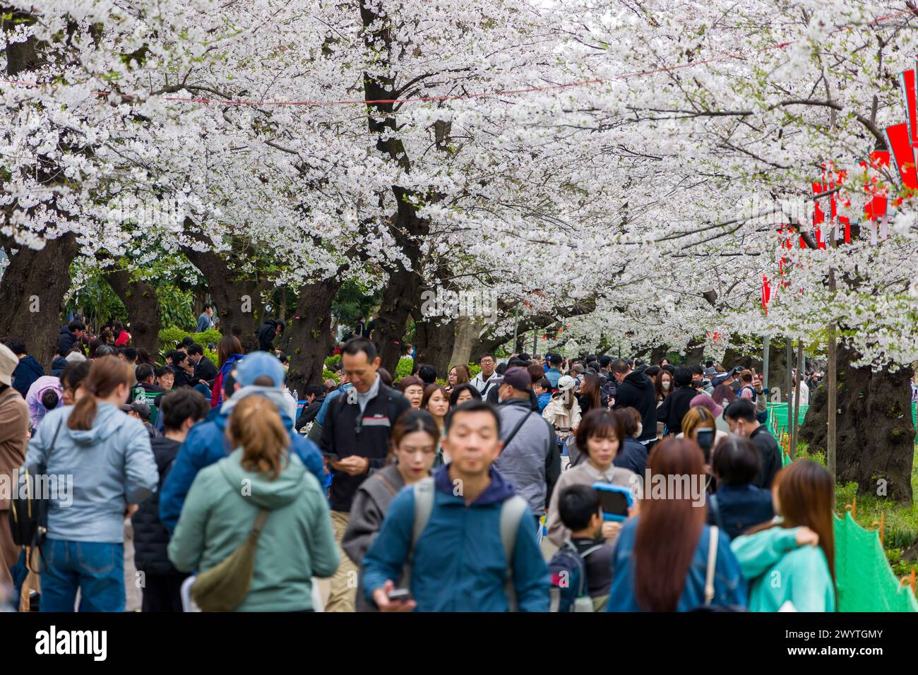 TOKYO, JAPAN - APRIL 06 2024: Huge crowds of people celebrating Cherry Blossom blooming (Hanami ...