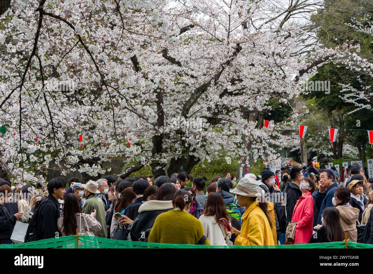TOKYO, JAPAN - APRIL 06 2024: Huge crowds of people celebrating Cherry ...