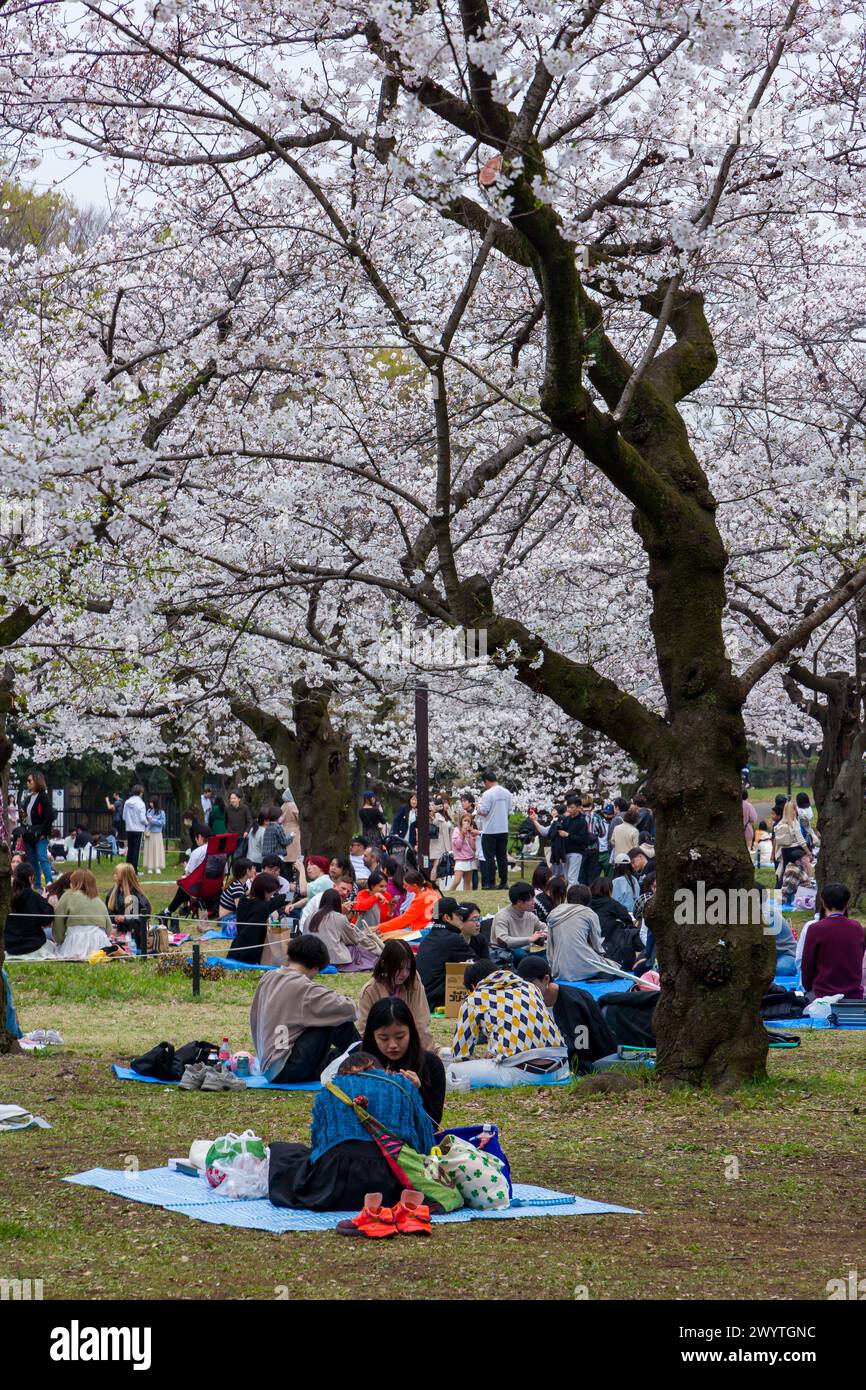 TOKYO, JAPAN - APRIL 06 2024: Huge crowds of people celebrating Hanami ...