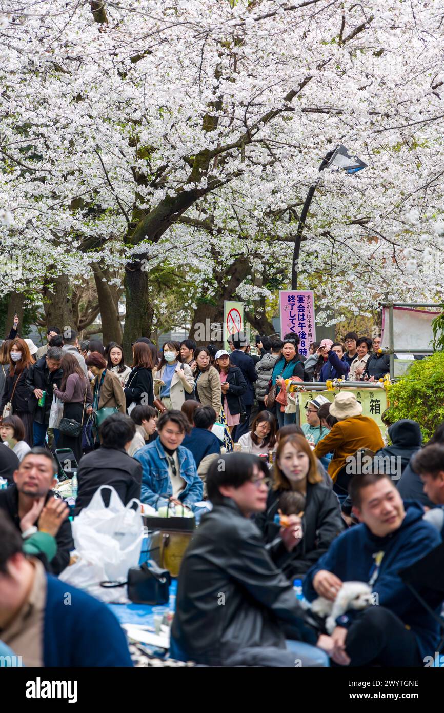 TOKYO, JAPAN - APRIL 06 2024: Huge crowds of people celebrating Cherry Blossom blooming (Hanami ...