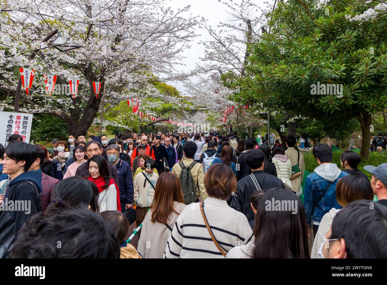TOKYO, JAPAN - APRIL 06 2024: Huge crowds of people celebrating Cherry Blossom blooming (Hanami ...