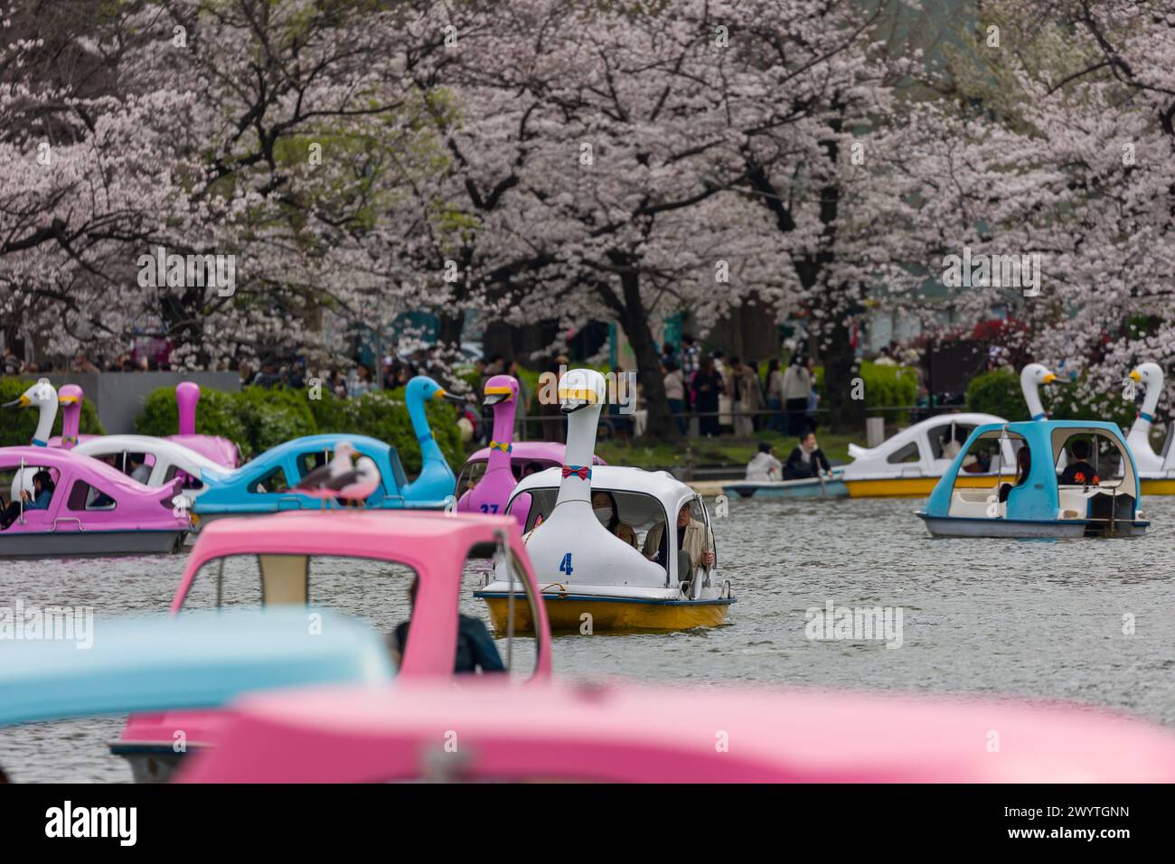 TOKYO, JAPAN - APRIL 06 2024: Huge crowds of people celebrating Cherry ...