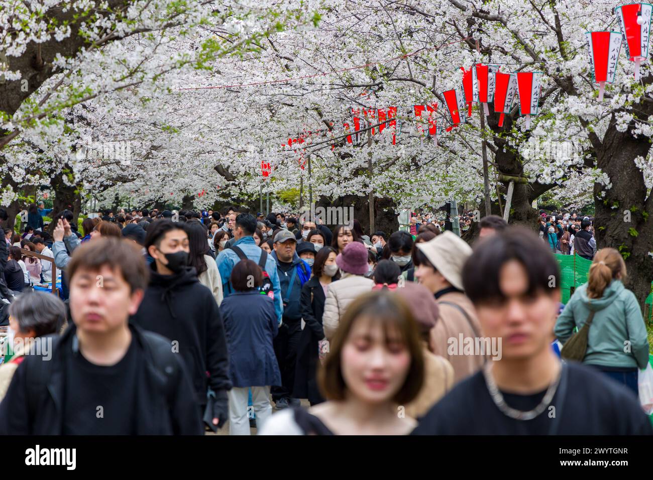 TOKYO, JAPAN - APRIL 06 2024: Huge crowds of people celebrating Cherry Blossom blooming (Hanami ...