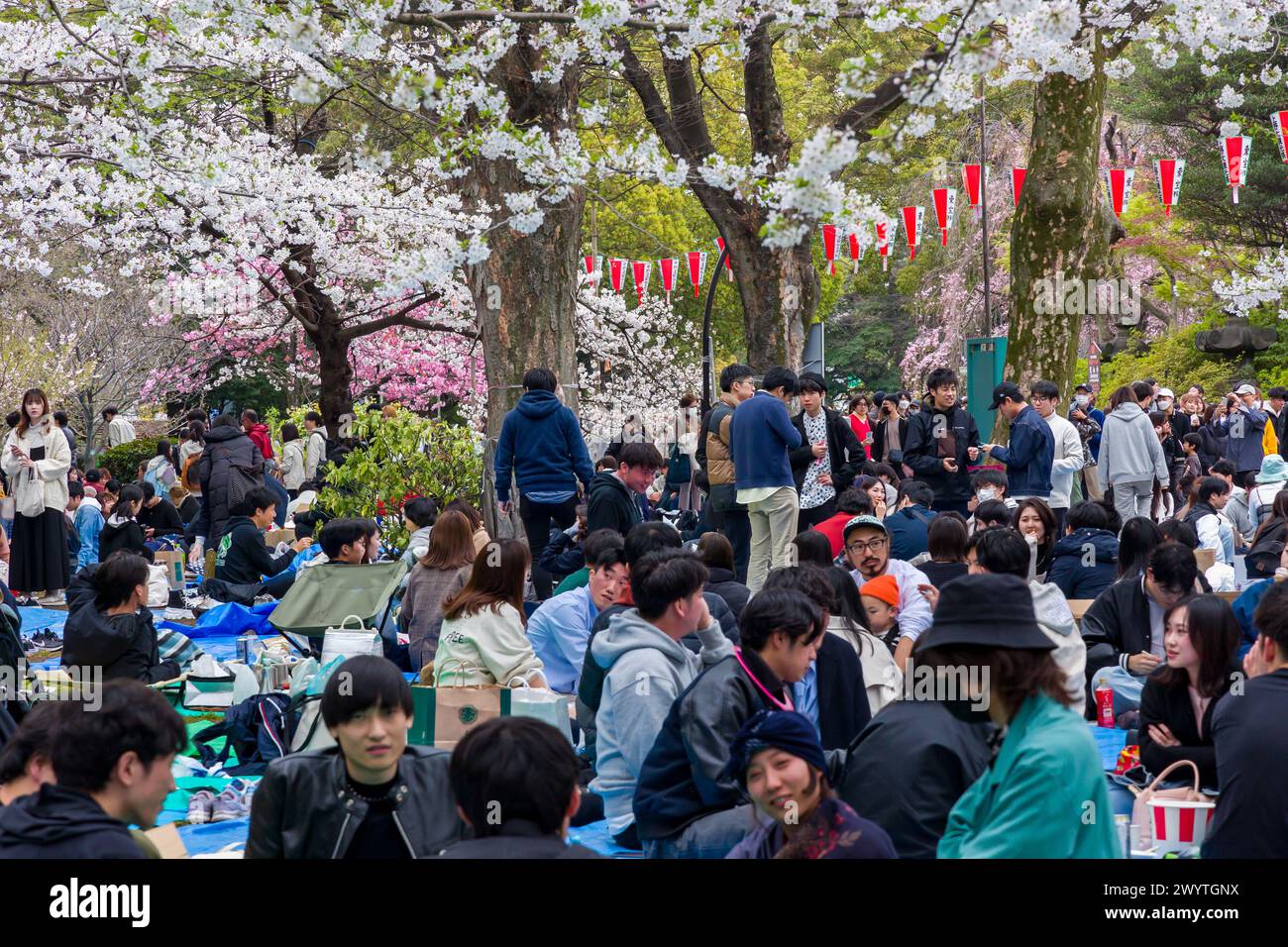TOKYO, JAPAN - APRIL 06 2024: Huge crowds of people celebrating Cherry Blossom blooming (Hanami ...