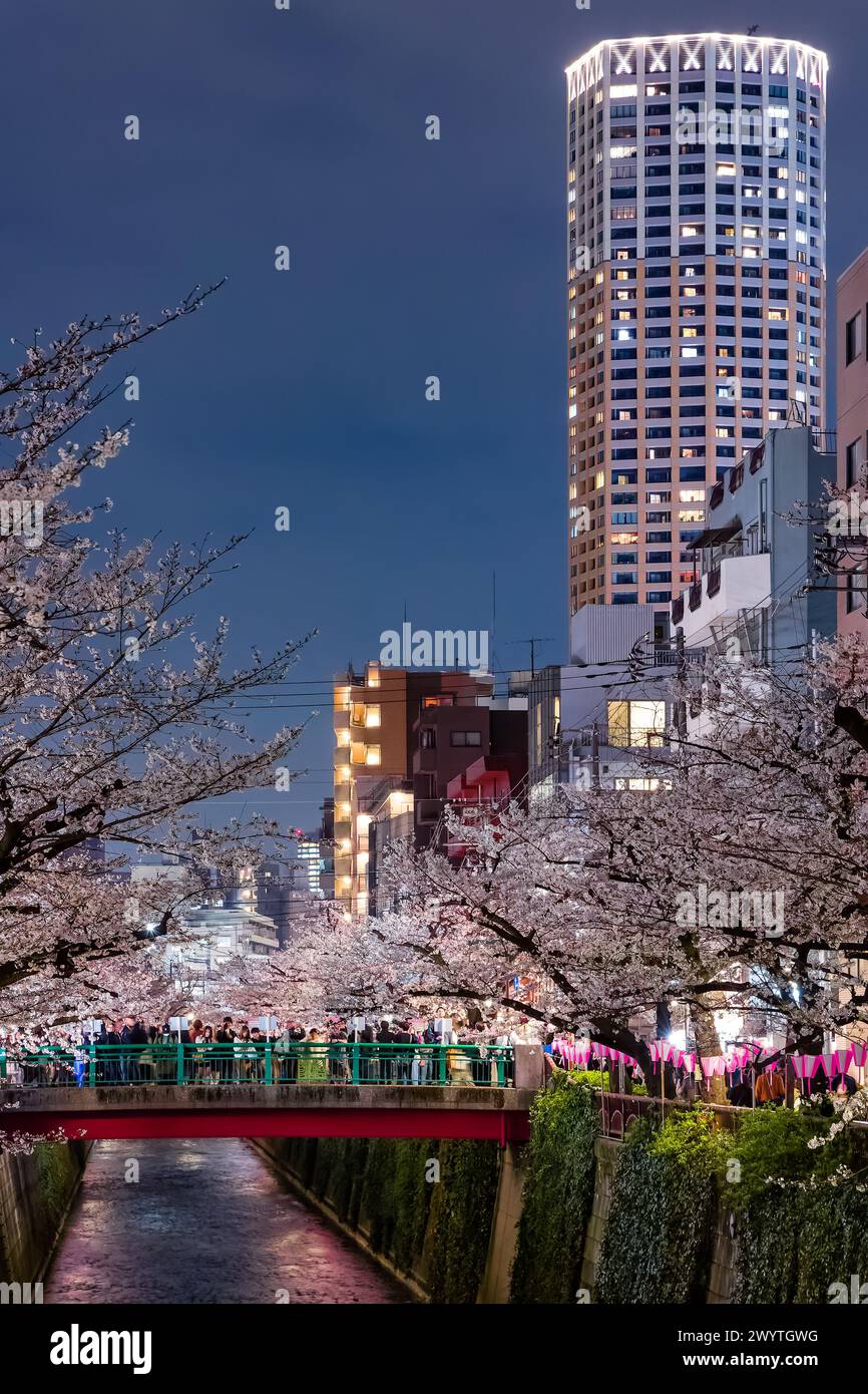 TOKYO, JAPAN - APRIL 06 2024: Crowds of people celebrating Hanami ...