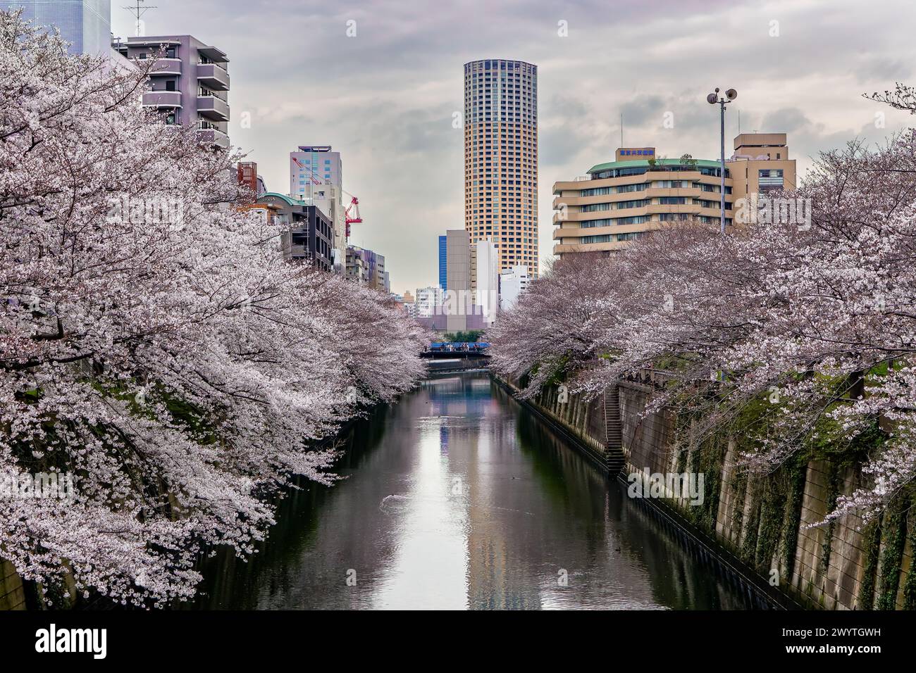 TOKYO, JAPAN - APRIL 06 2024: Crowds of people celebrating Hanami (Cherry Blossom bloom) along ...