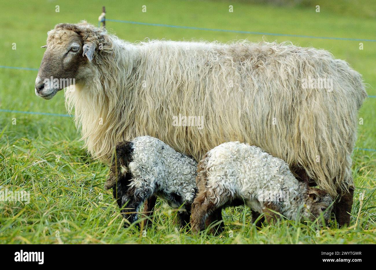 ´Latza´ sheep, adult and lambs. Legazpi. Guipúzcoa, Spain Stock Photo ...