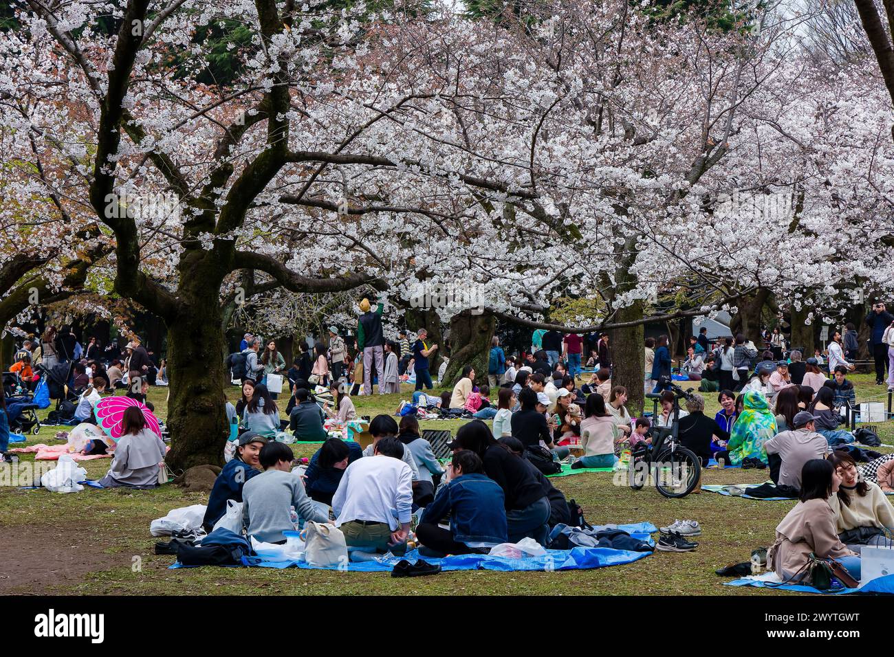 TOKYO, JAPAN - APRIL 06 2024: Huge crowds of people celebrating Hanami ...