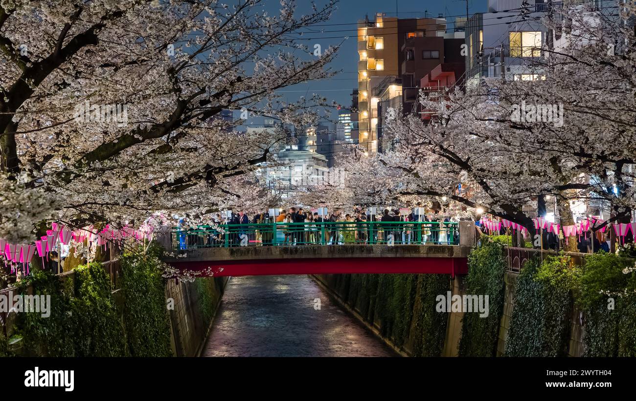 TOKYO, JAPAN - APRIL 06 2024: Crowds of people celebrating Hanami (Cherry Blossom bloom) along ...