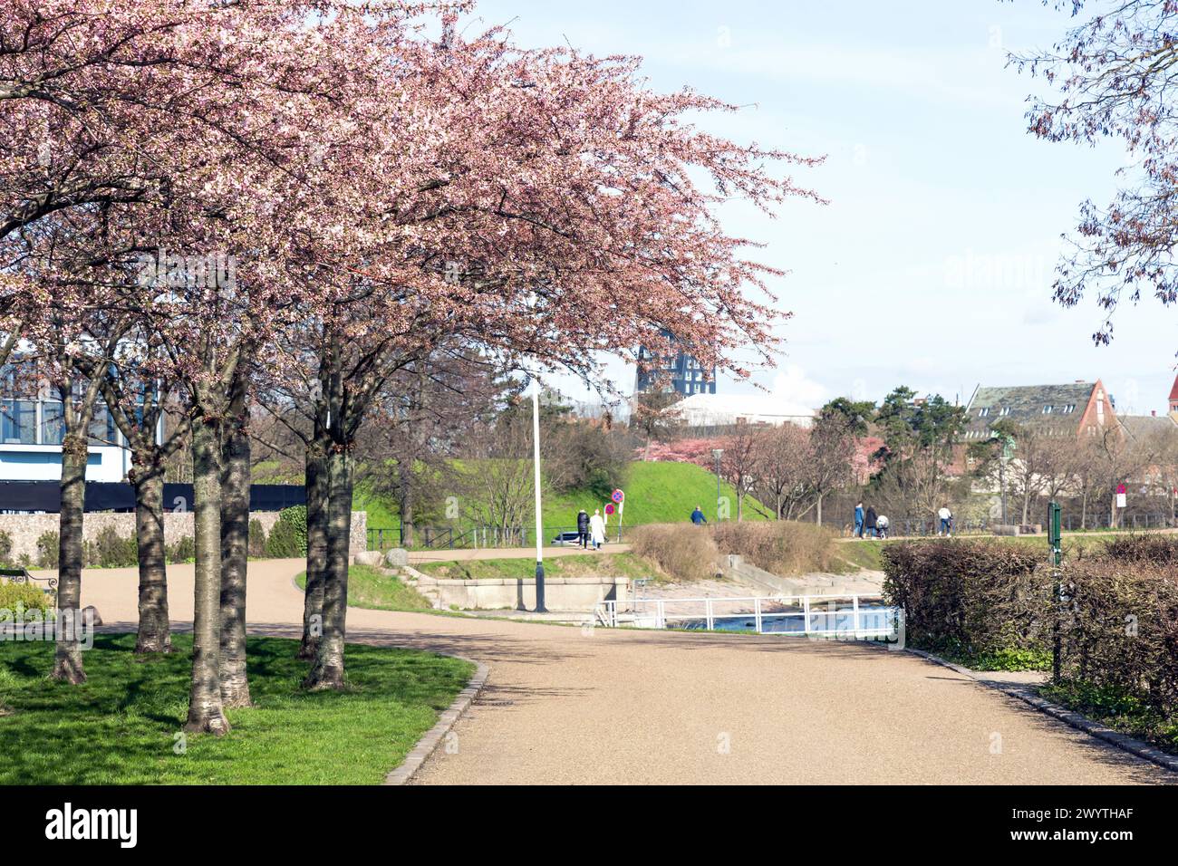 Cherry Blossom in Langelinie park on a beautiful spring day. Sakura ...