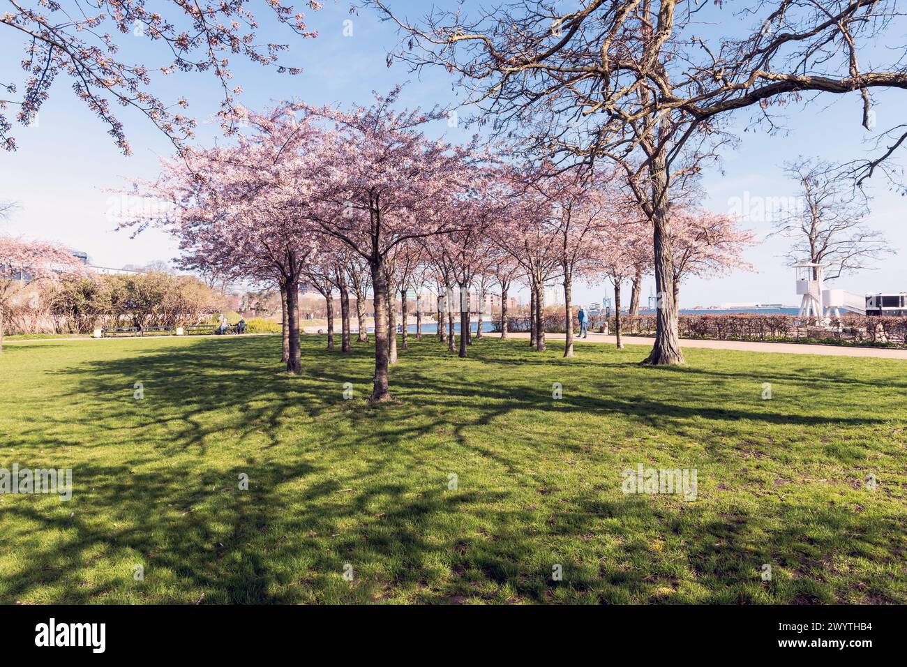 Cherry Blossom in Langelinie park on a beautiful spring day. Sakura ...