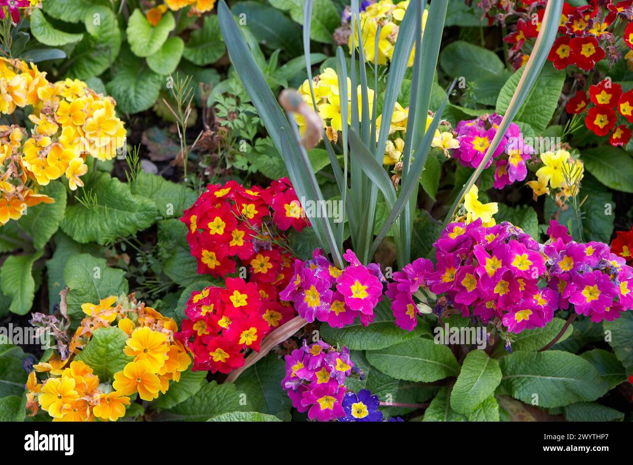 Planta primula hi-res stock photography and images - Alamy