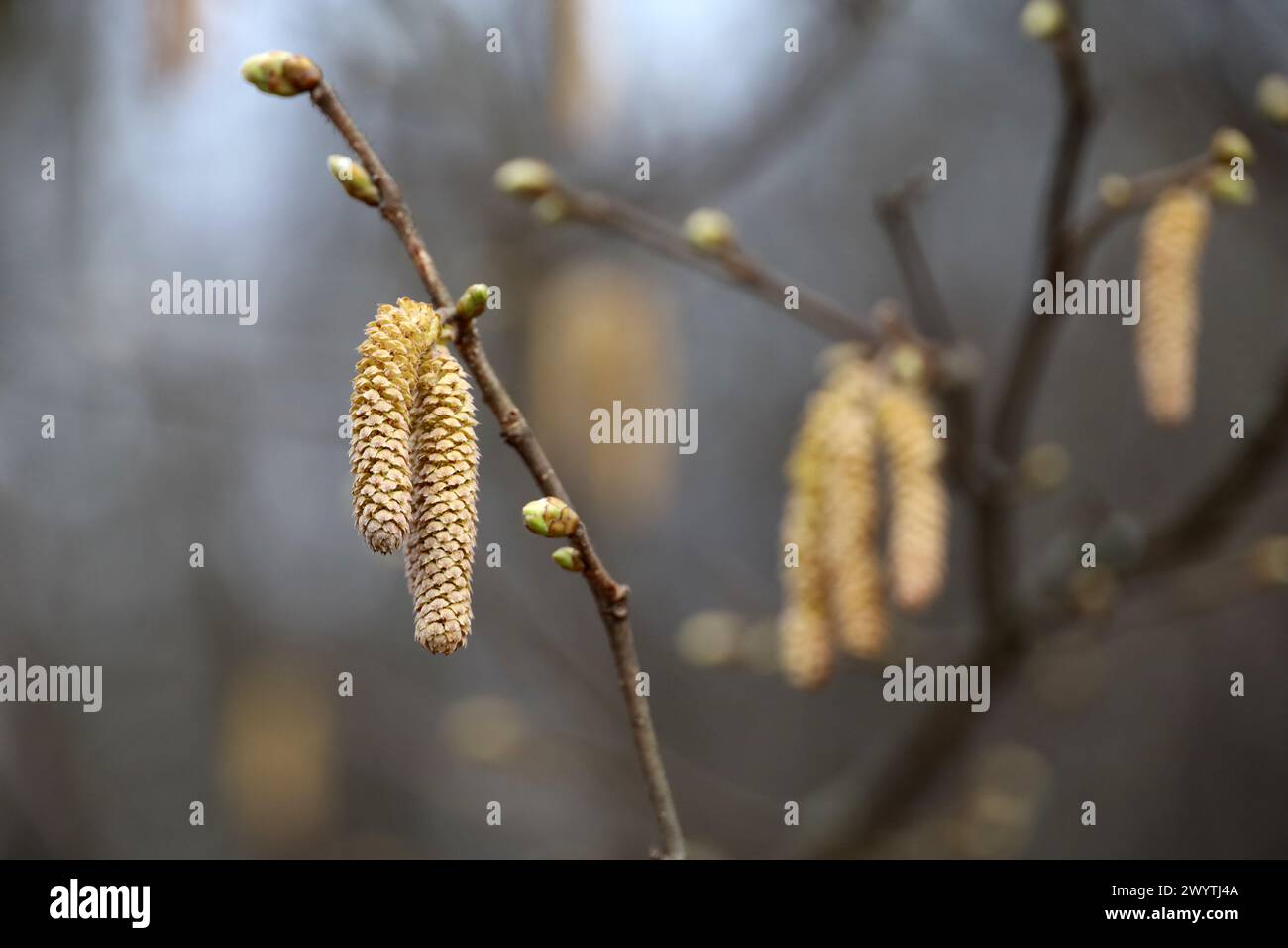 Hazel catkins on a tree branch. Forest in early spring, allergenic ...