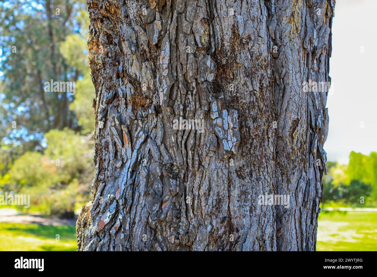 Close up of stem bark hi-res stock photography and images - Alamy