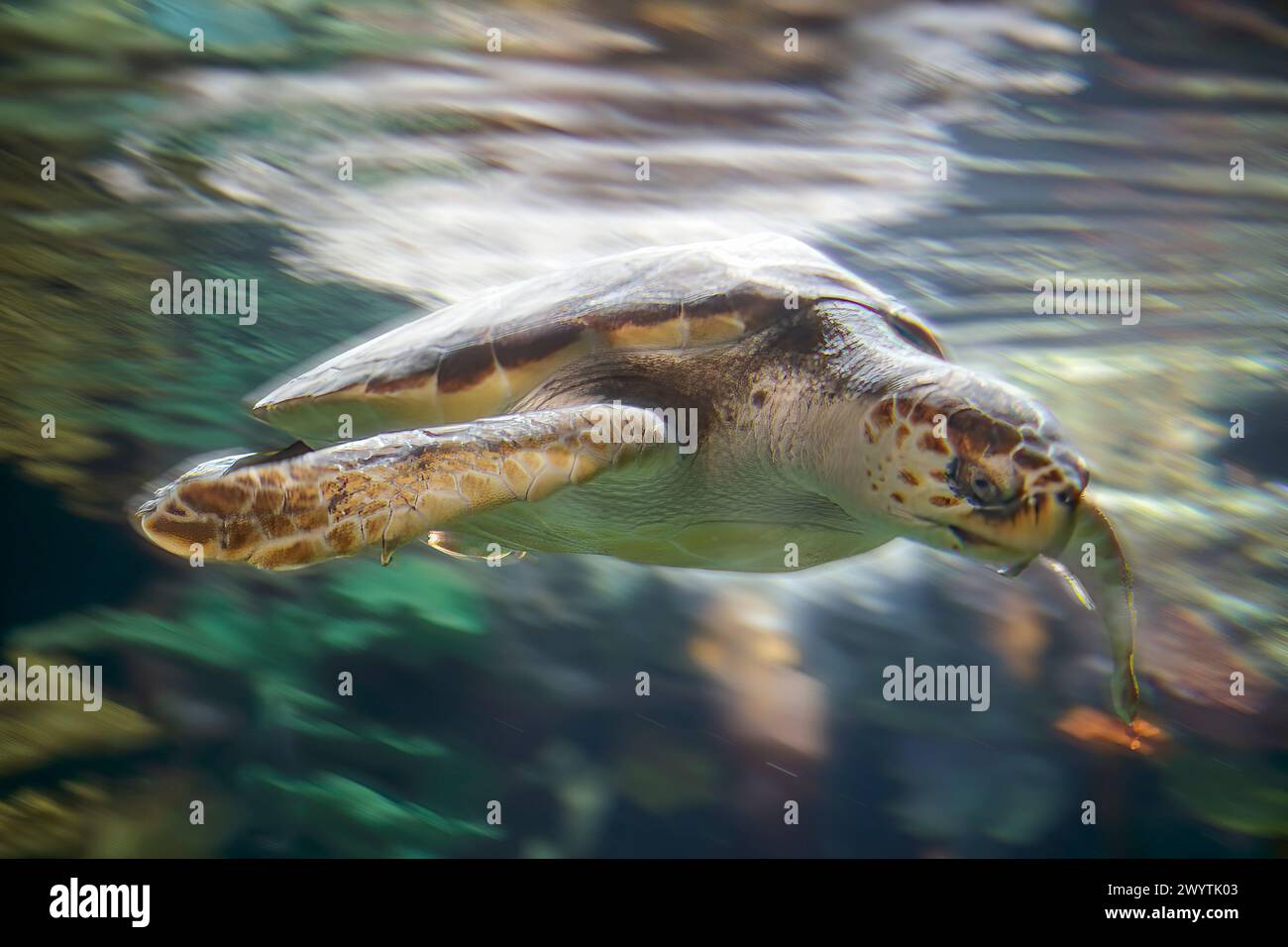 Turtle swimming underwater. Dynamic photo, blurred due to movement ...