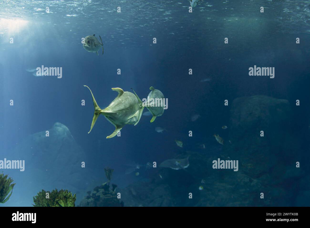 Xareu fish hi-res stock photography and images - Alamy