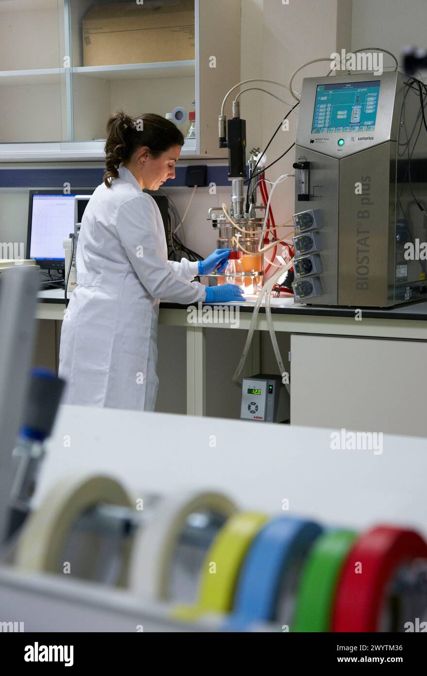 Researcher taking a sample of carotenoid-producing yeast obtained by ...