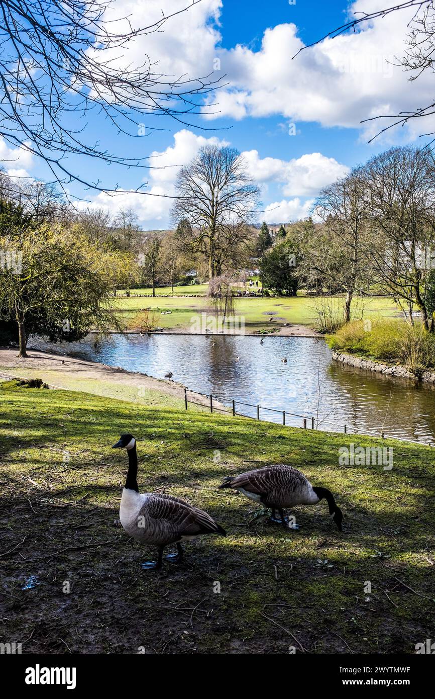 Buxton park gardens lake hi-res stock photography and images - Alamy