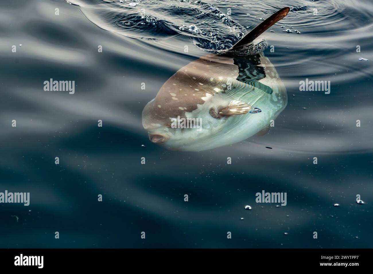 Mola fish moonfish in underwater hi-res stock photography and images ...