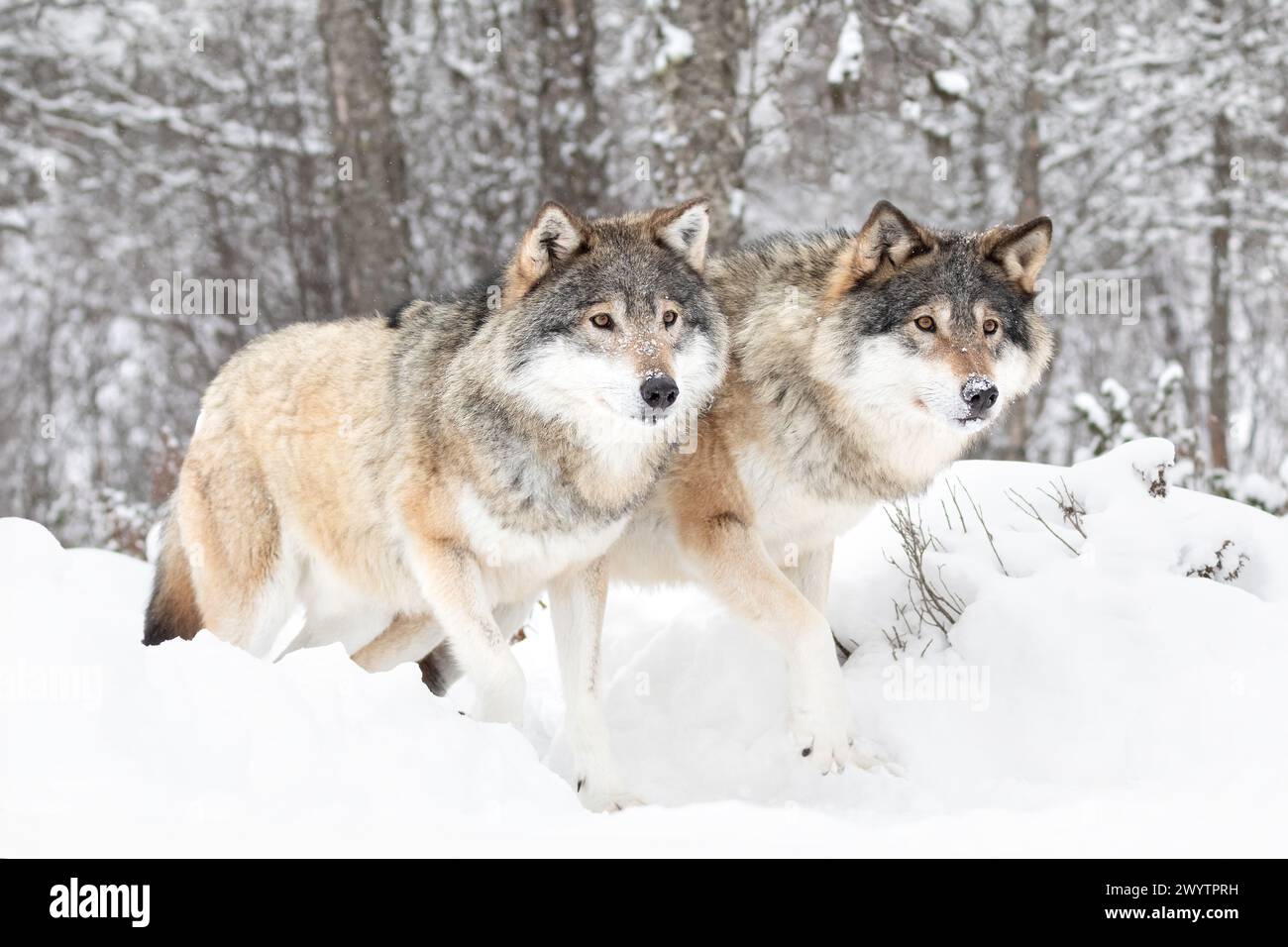 Majestic Wolves in Snowy Scandinavian Wilderness Stock Photo - Alamy