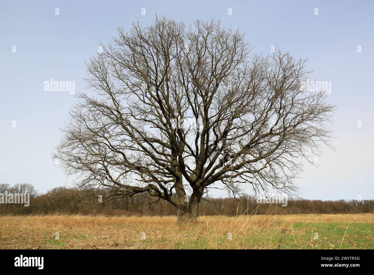 Landscape peaceful majestic big tree hi-res stock photography and ...