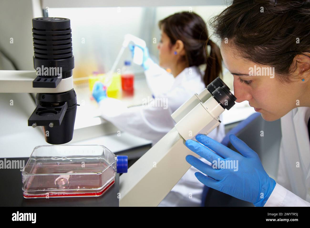 Cell Culture Room, Observation of cell cultures in the inverted ...