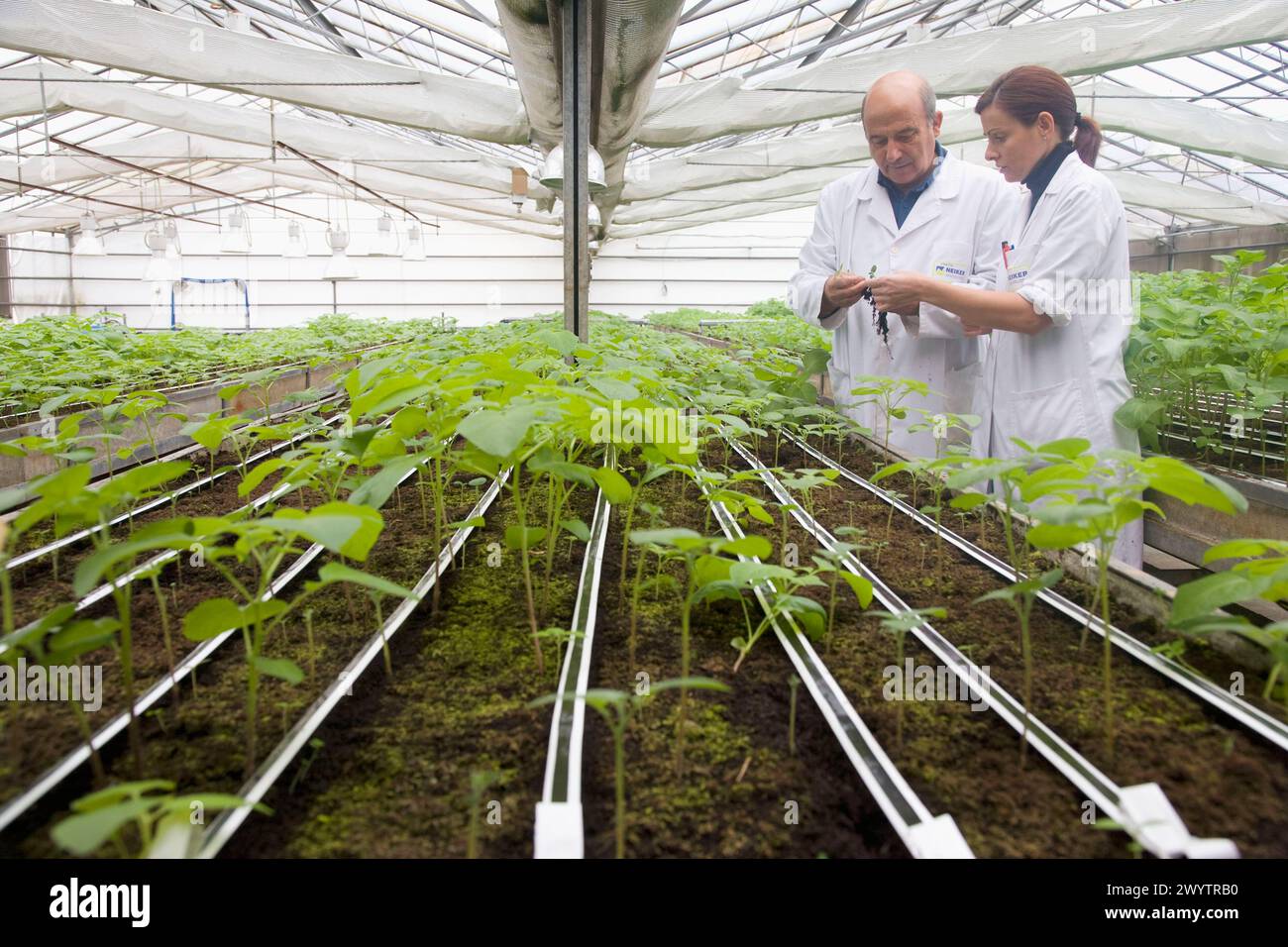 Planta de laboratorio hi-res stock photography and images - Alamy