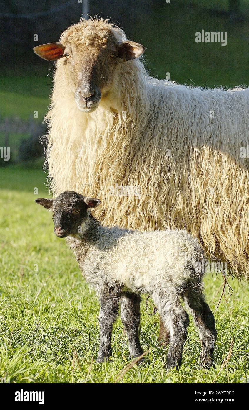 ´Latza´ sheep, adult and lamb. Legazpi. Guipúzcoa, Spain Stock Photo ...