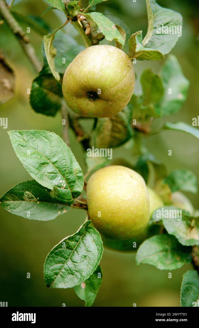 Reineta apple hi-res stock photography and images - Alamy