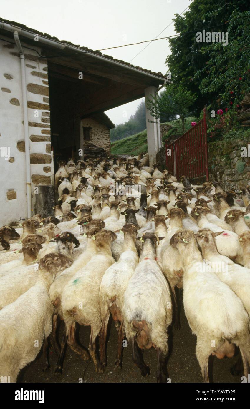 Sheep (Latxa breed). Guipúzcoa. Spain Stock Photo - Alamy