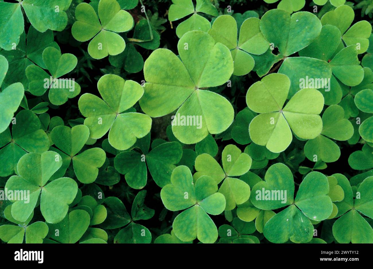 Planta oxalis hi-res stock photography and images - Alamy