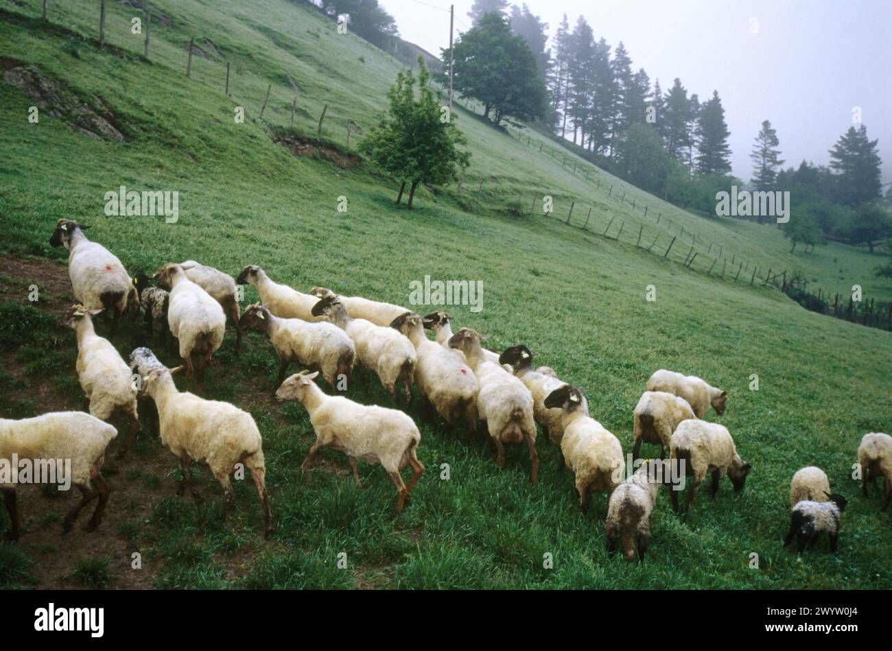 Sheep (Latxa breed). Guipúzcoa. Spain Stock Photo - Alamy