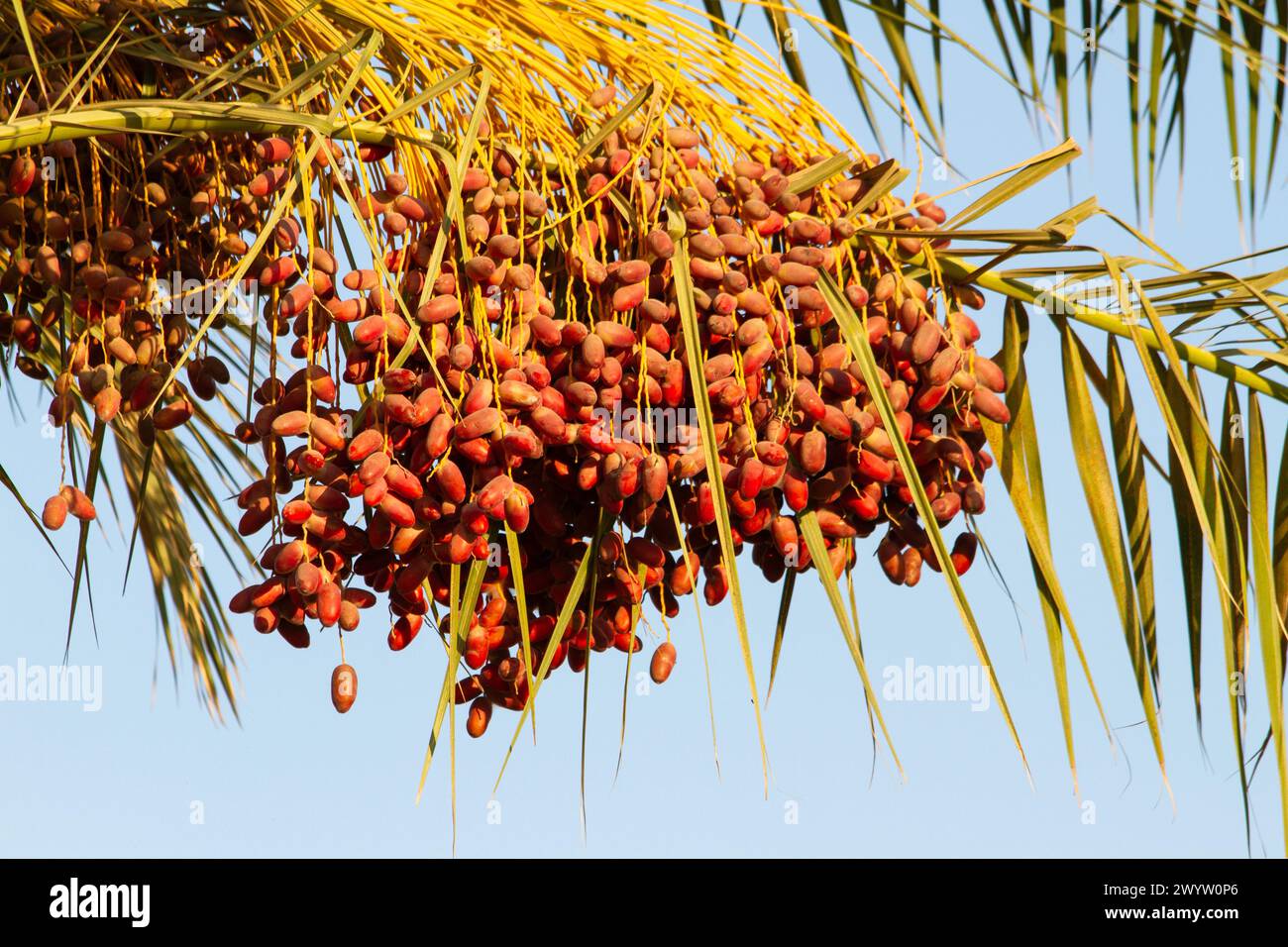 Saudi arabia date palm farm hi-res stock photography and images - Alamy