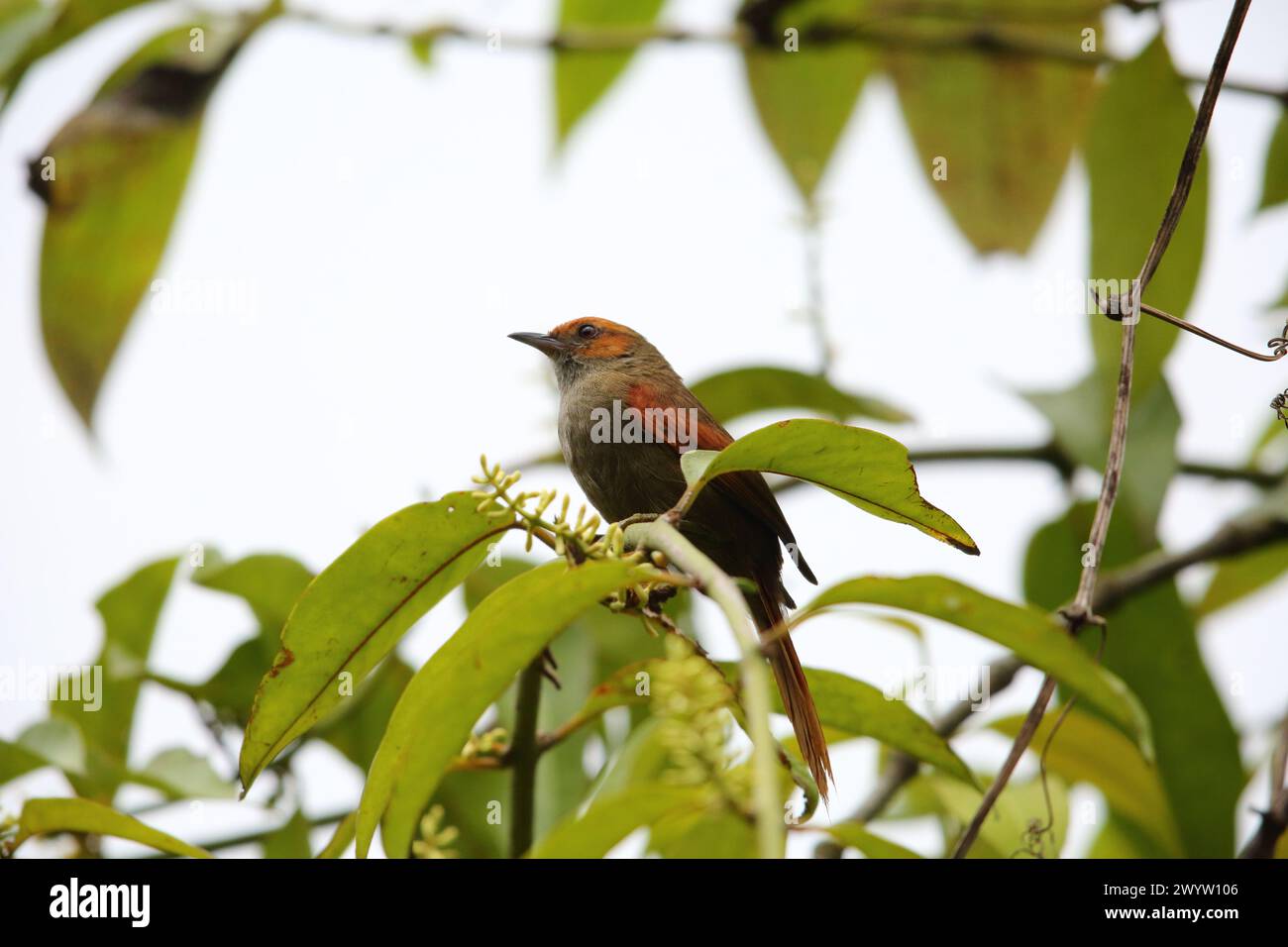 The red-faced spinetail (Cranioleuca erythrops) is a species of bird in ...