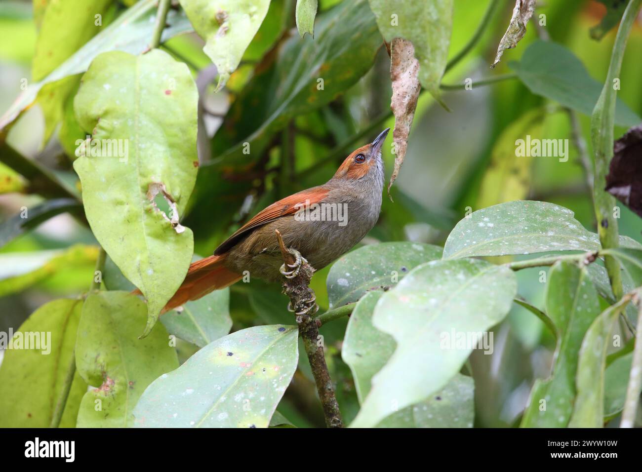 The red-faced spinetail (Cranioleuca erythrops) is a species of bird in ...