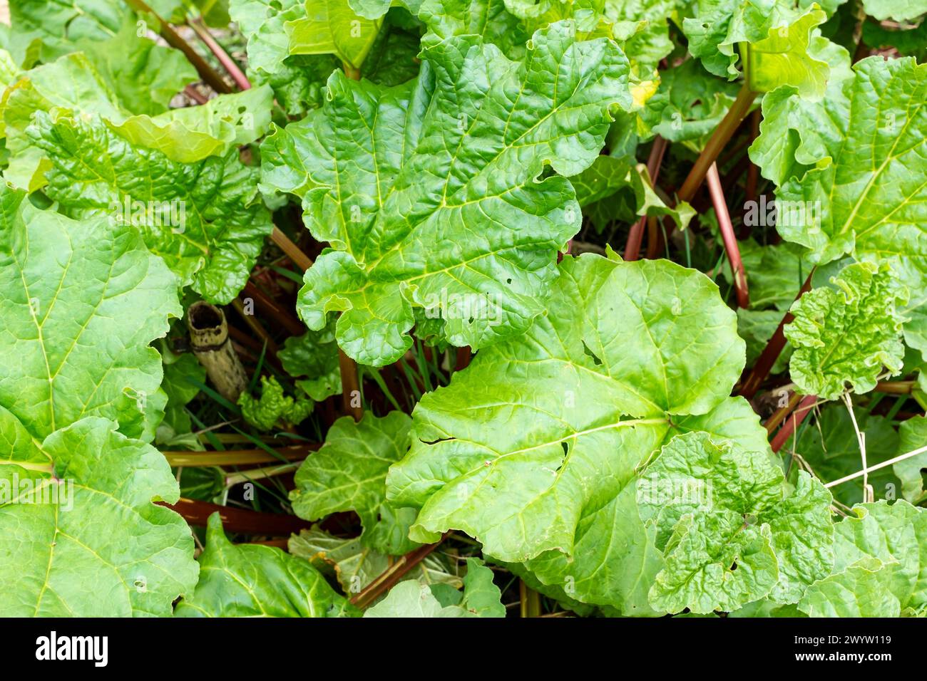 Rhubarb growing in a vegetable plot Stock Photo - Alamy