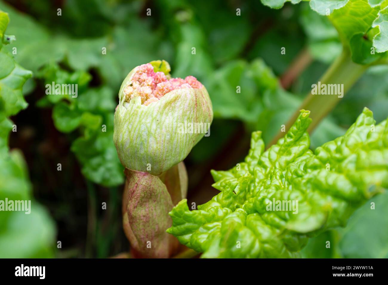 Rhubarb growing in a vegetable plot Stock Photo - Alamy
