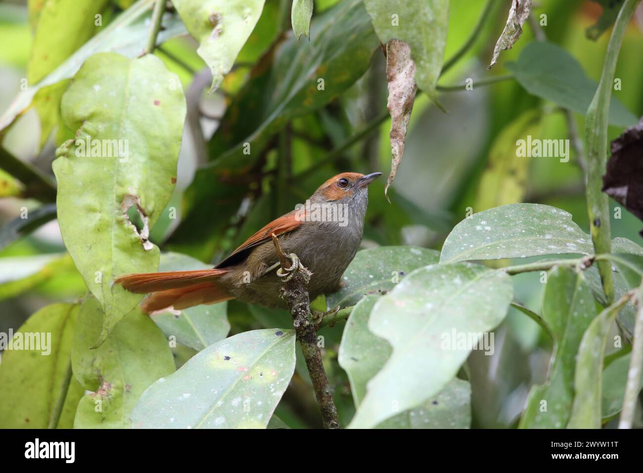 The red-faced spinetail (Cranioleuca erythrops) is a species of bird in ...